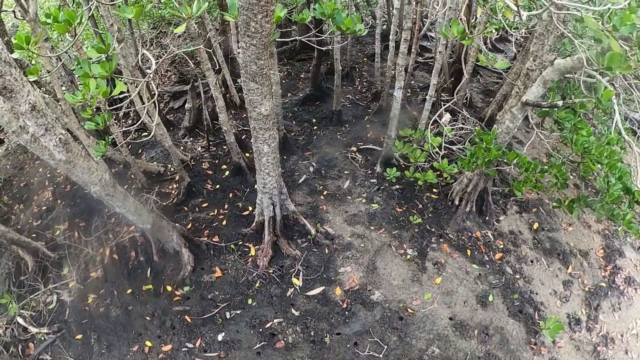 (Secondary) Mangrove's Considine Beach North Keppel Island - YouTube