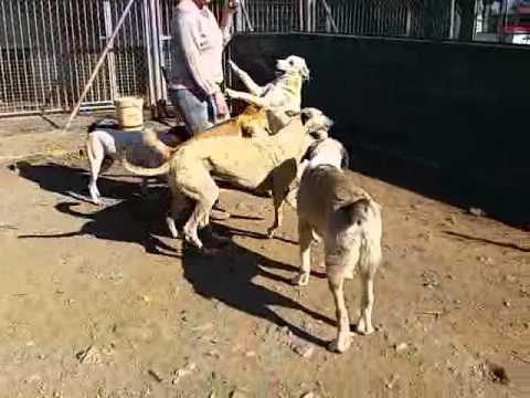 Liana, Bonnie, Lucky, Amor, Andre und Mambo 11/2015