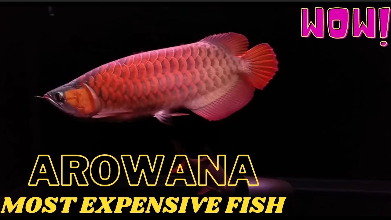 🤑💰Most Expensive Fish🤑💰- Arowana #Arowana#aquarium - YouTube