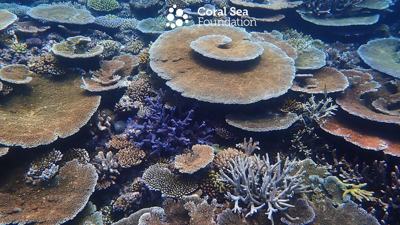 Reef Surveys at Reg Ward Reef - YouTube