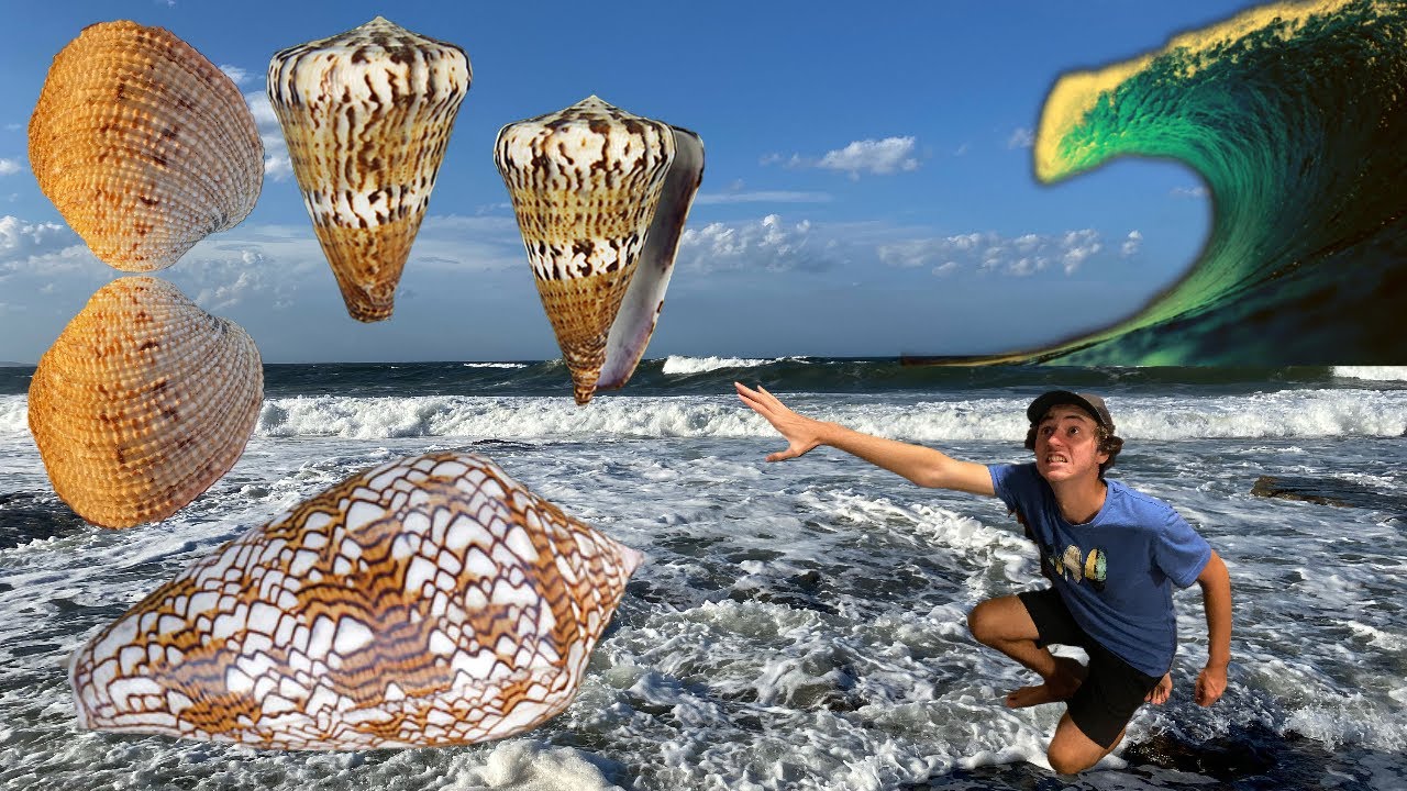 How To Find Big Seashells After A Mega Storm in Australia! Deadly ...