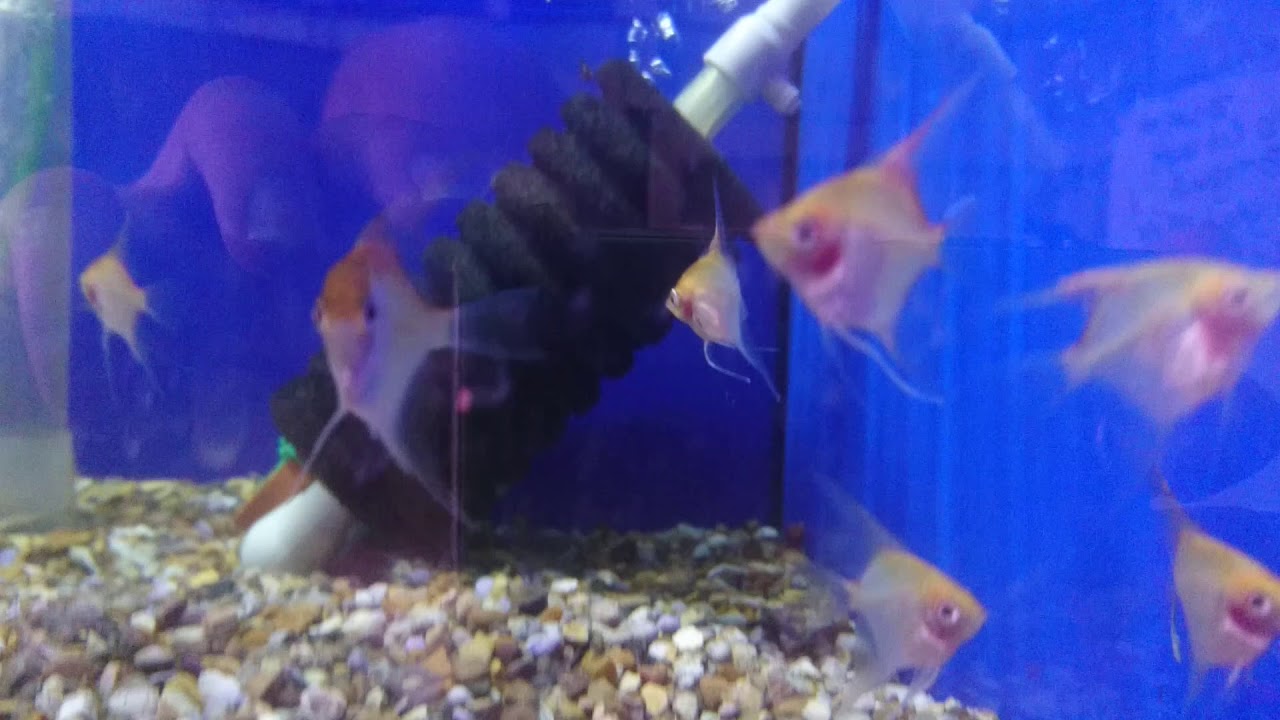 Red devil angel fish - YouTube