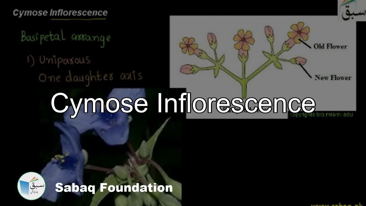 Cyme Inflorescence