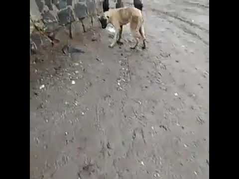 Halay Çeken Köppek Komik Video