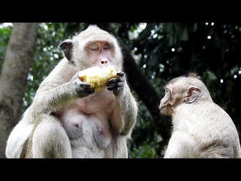 Why Mom Monkey Don't Share Food For Her Baby Monkey? Baby Monkey Very Hungry And Cry