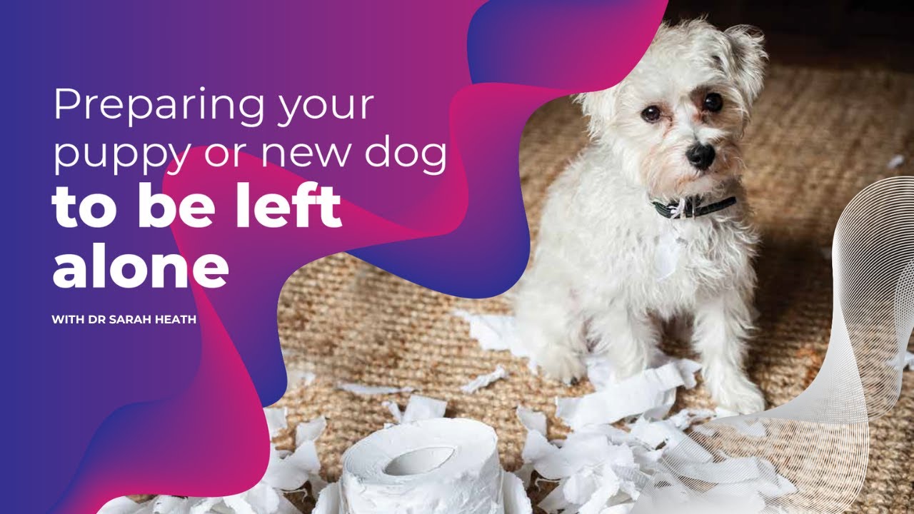 Preparing your puppy or new dog to be left alone - YouTube