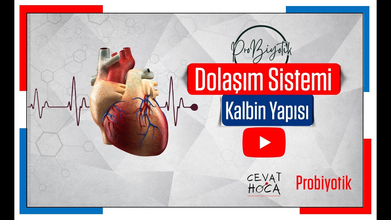 Kalbin Yapısı ve Çalışması - YouTube