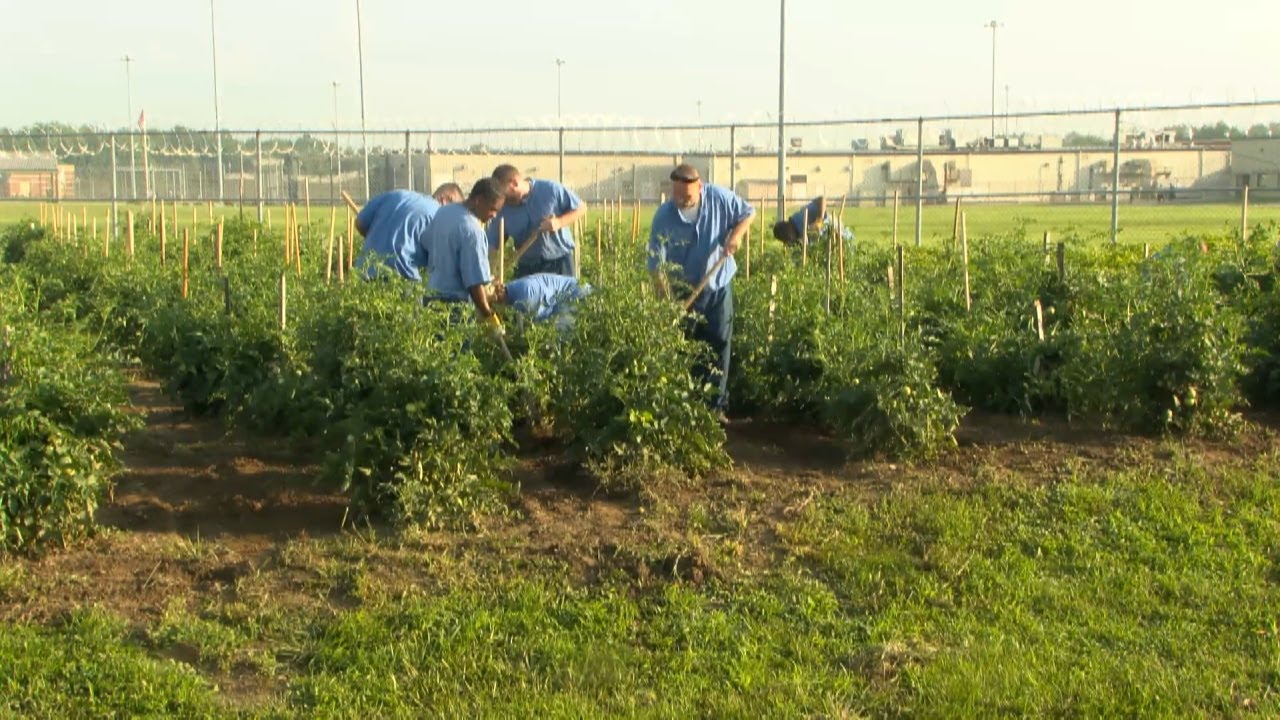 Inmates help local food pantries through gardening - YouTube