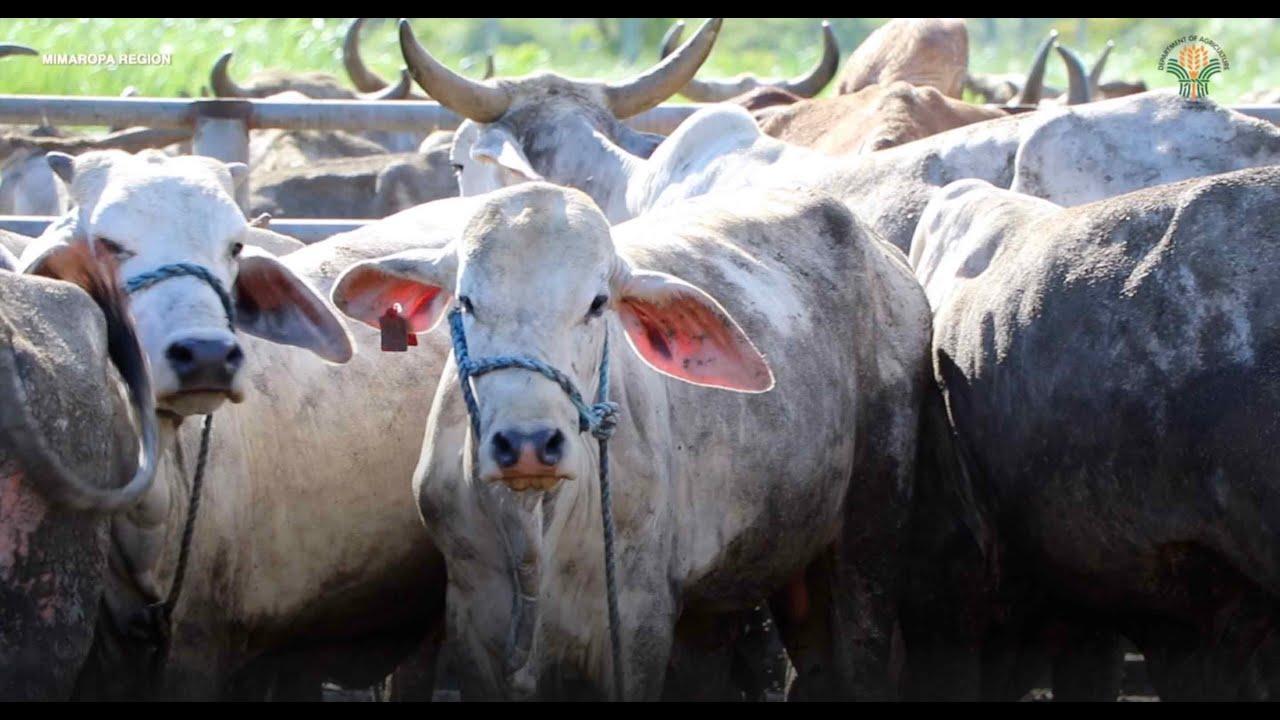 Animal Breeding Loan Program - YouTube