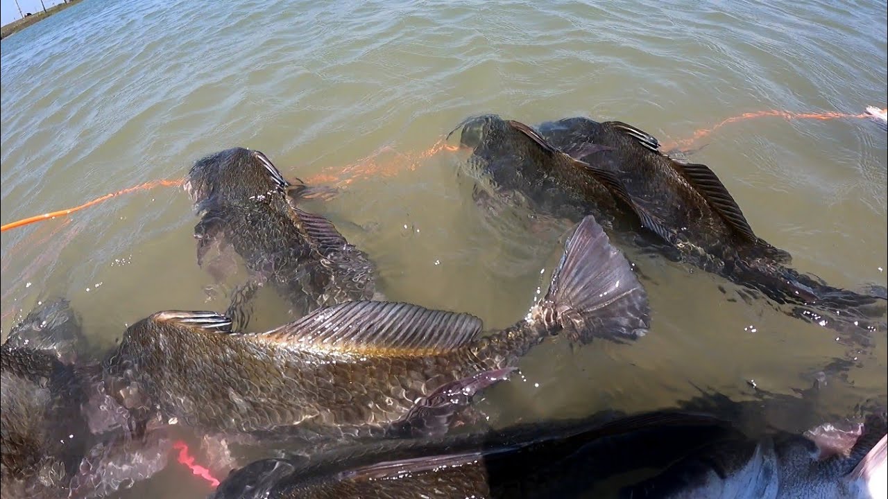 Fishing for keeper Black Drum!! HEAVY STRINGERS!!**Packery channel ...