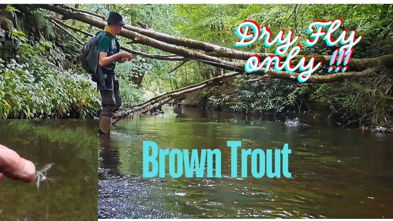 Superb small stream dry - fly sport, with an 80 minute time limit ...