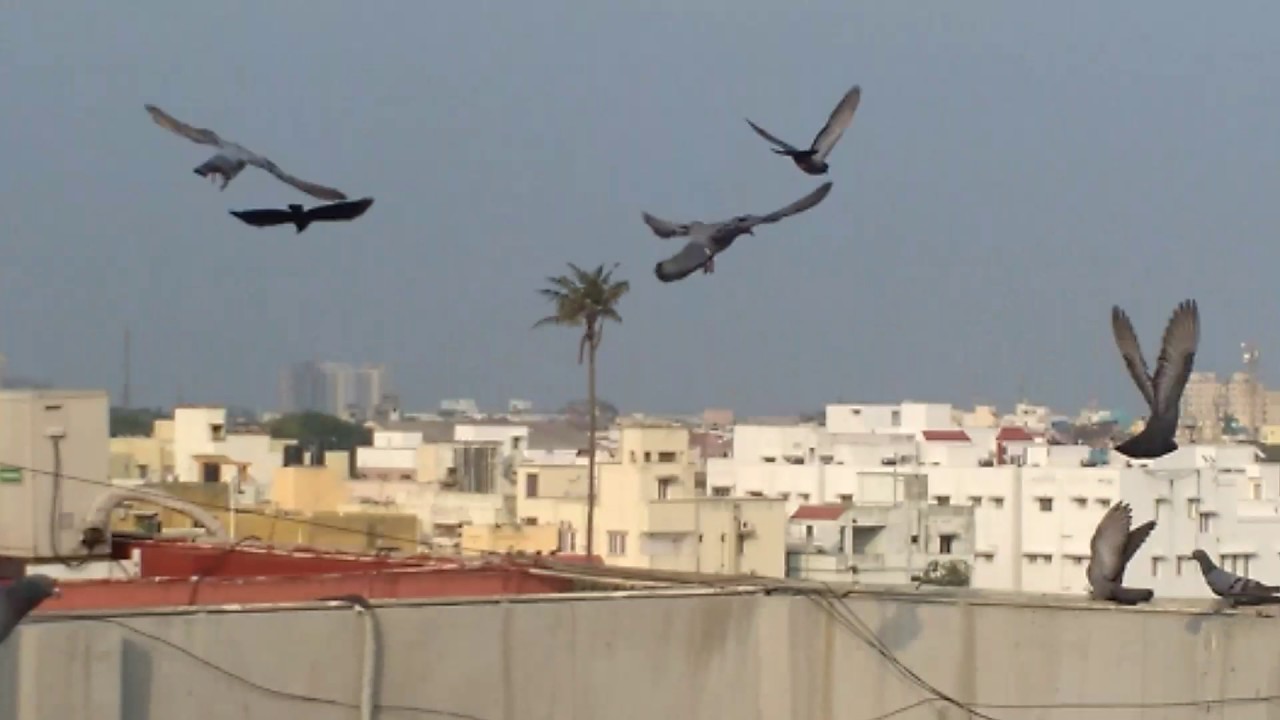 Dove gang....in a Apartment - YouTube