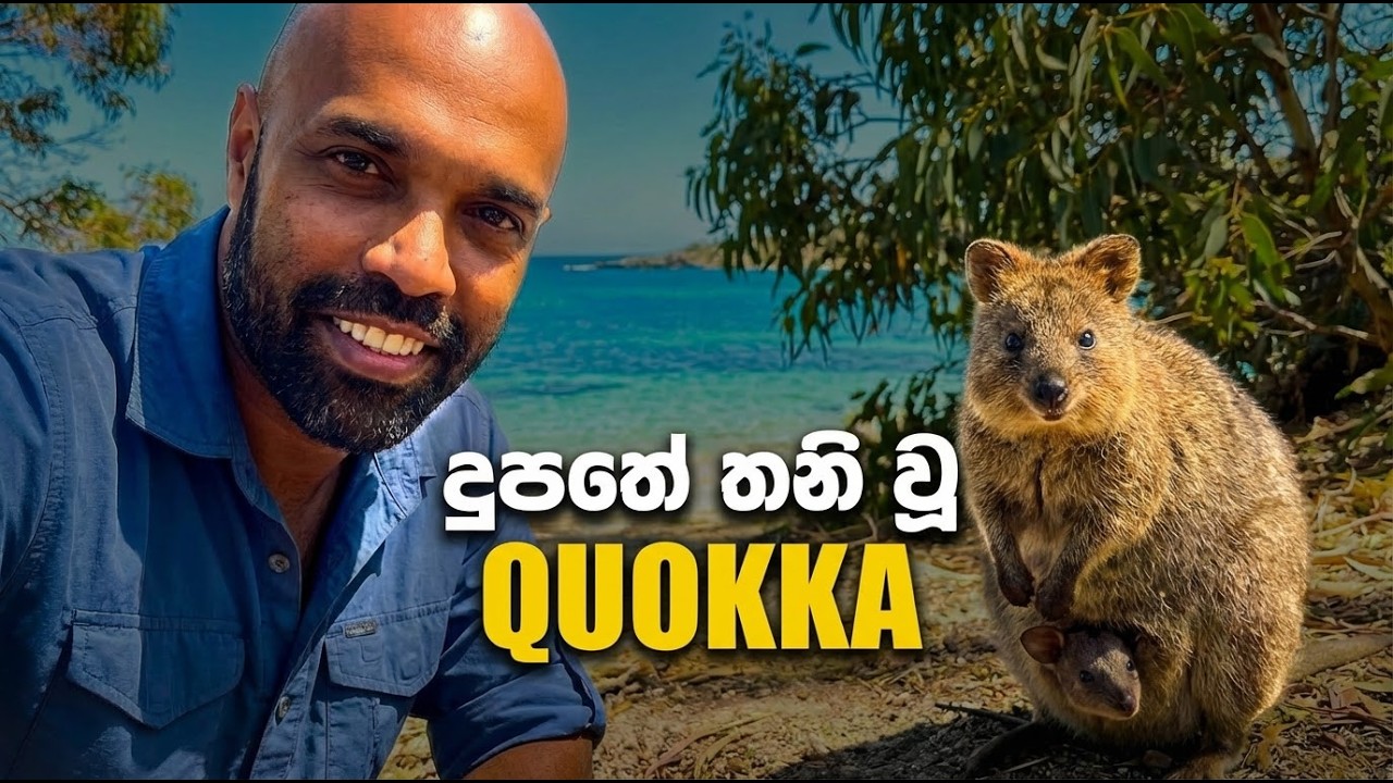 දූපතක තනිවූ Quokka | Dr. Ru Somaweera | #යංසත්තුබලන්න #rugoeswild - YouTube