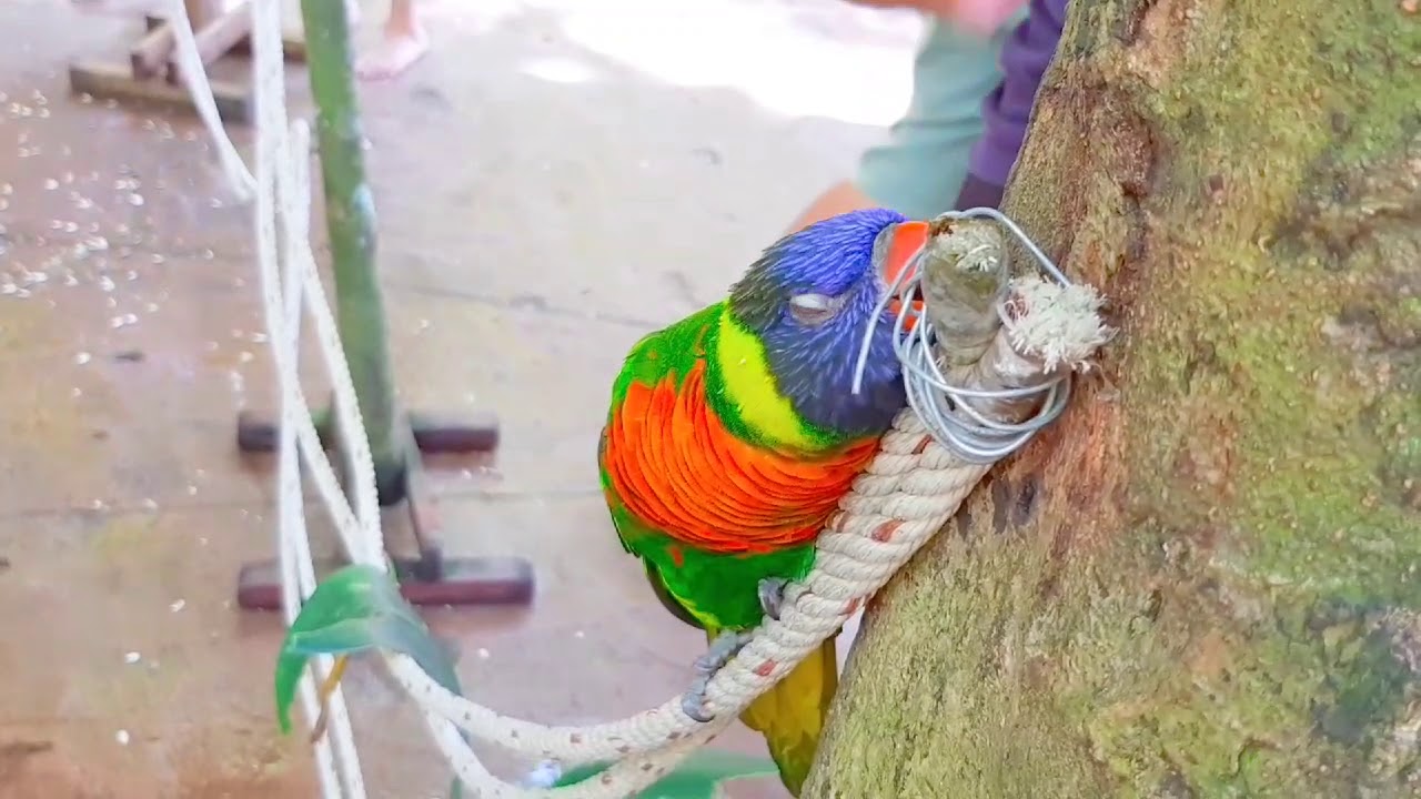 Lost world of Tambun: Petting Zoo 1 - YouTube