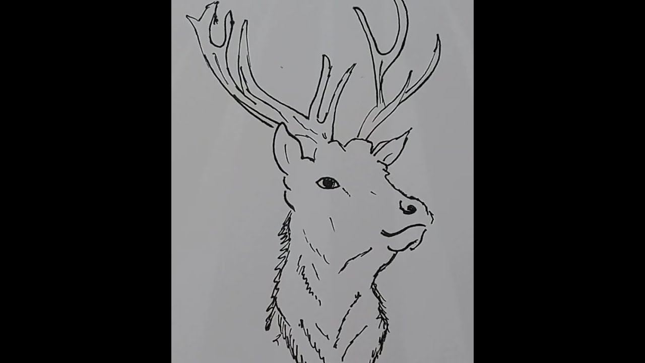 How to Draw a Deer | Cómo Dibujar un Ciervo | 如何画鹿 | हिरण कैसे आकर्षित ...