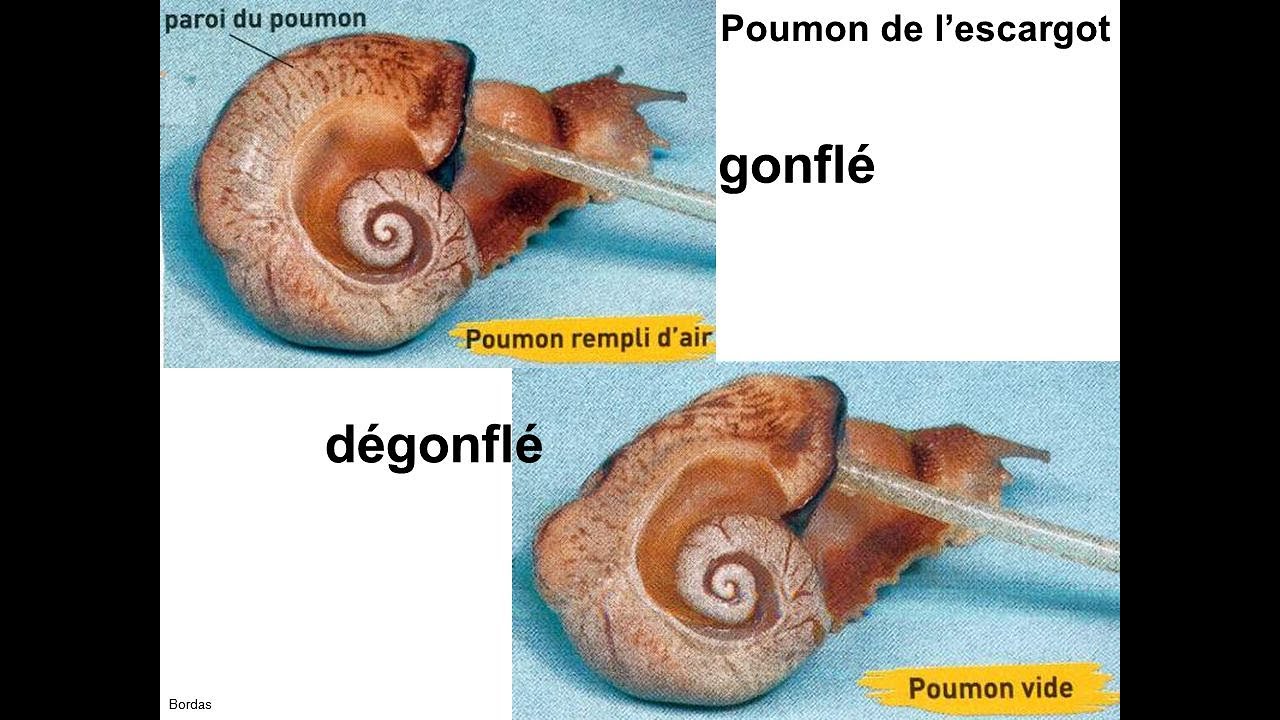 la respiration chez l'escargot - YouTube