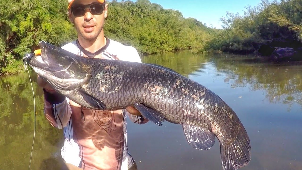 TRAIRÃO no rio dos monstros pescaria de traíra tornasol - YouTube