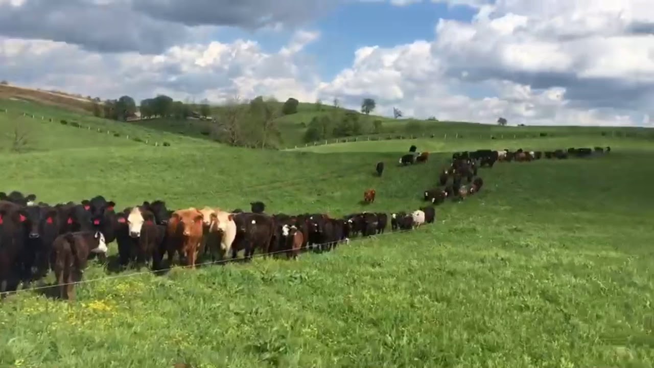 Moving cattle(Strip Grazing) - YouTube