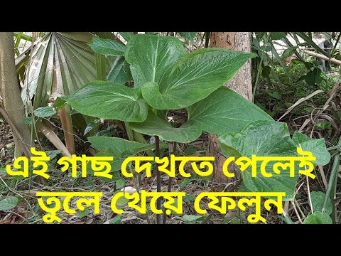 এই গাছটি কোথাও দেখতে পেলেই তুলে খেয়ে ফেলুন/ambobel gach,amar bel gach ...