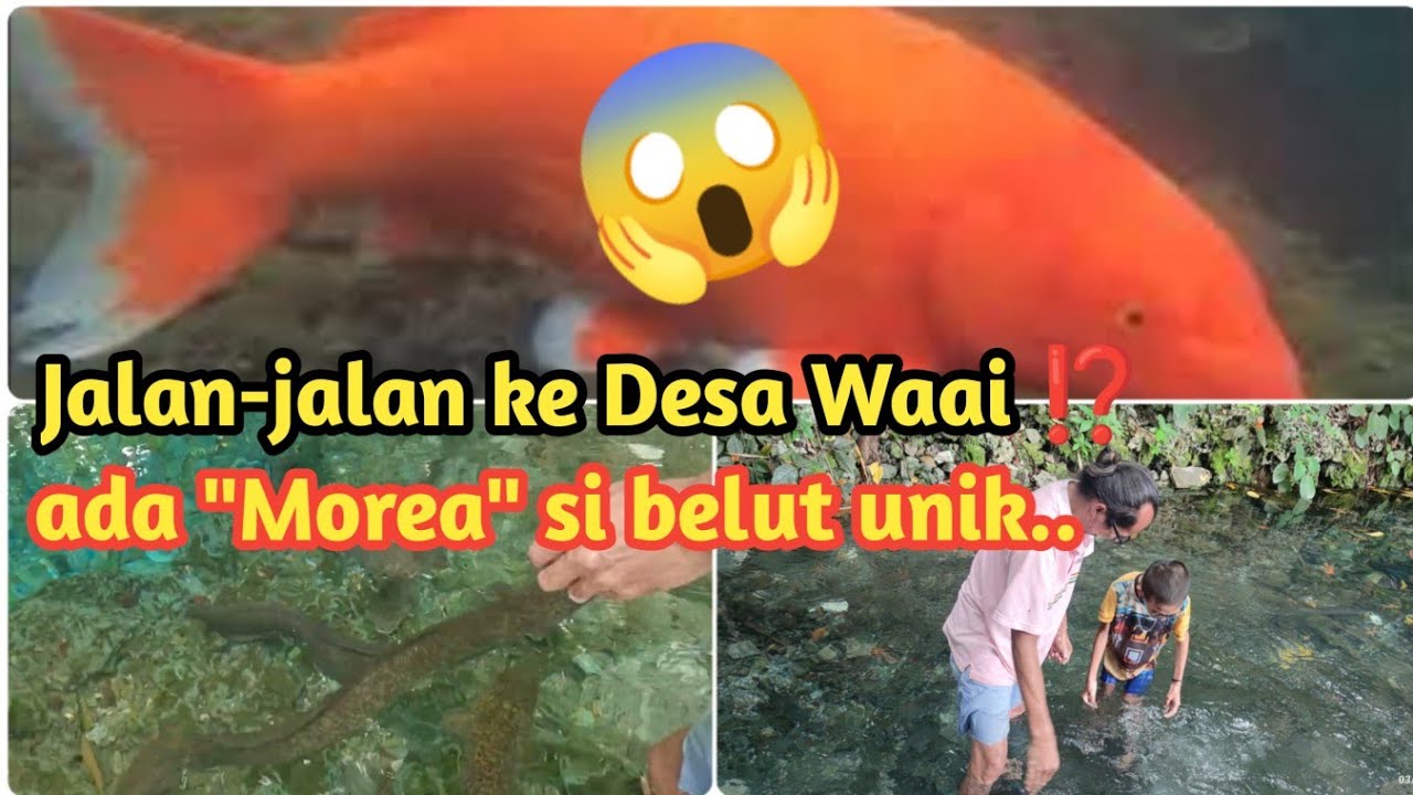 Ambon MotoVlog | Ke desa Waai kab.Maluku Tengah, ada Morea si belut ...