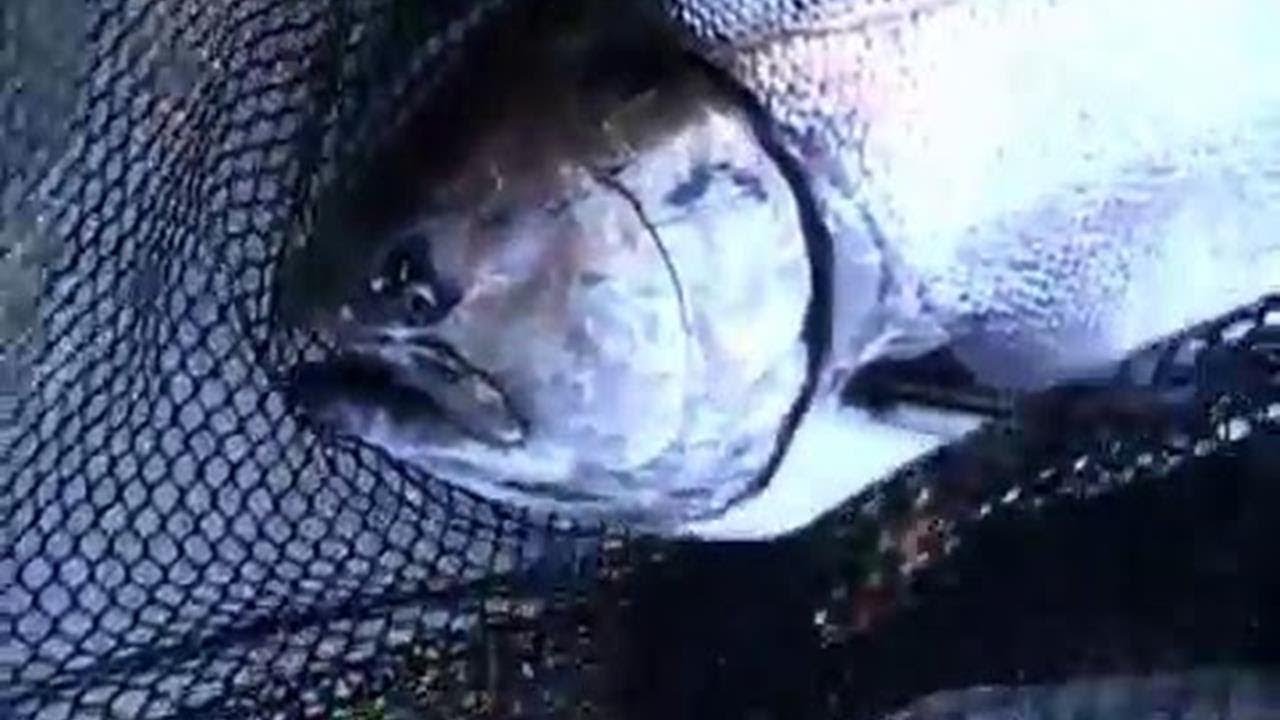 Washington State salmon fishing. Cami shows a king who's boss!HD 2019 ...
