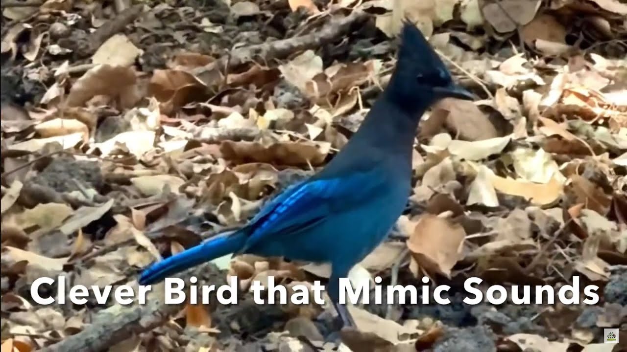 Forest Steller’s Jay Bird: the Clever Imitator with Remarkable Memory 🦜🌿 - YouTube