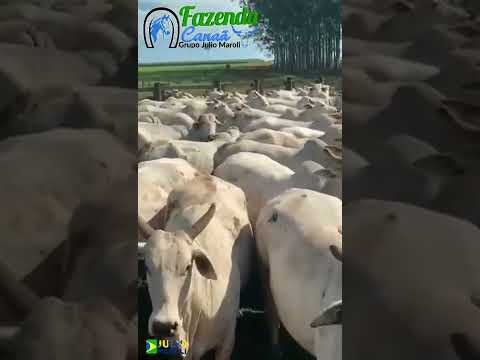 Boiada Julio Maroli - YouTube