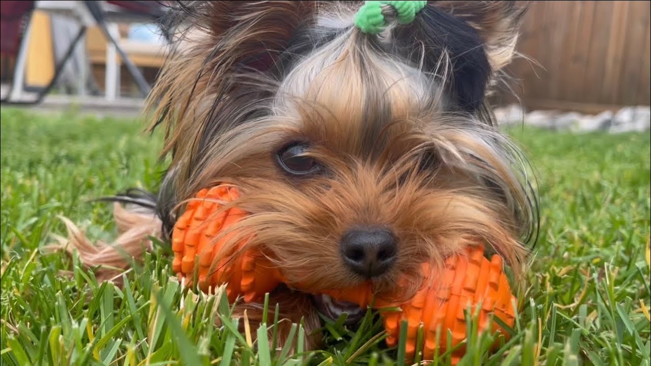 Cute teacup YORKIE compilation | outdoor playtime - YouTube