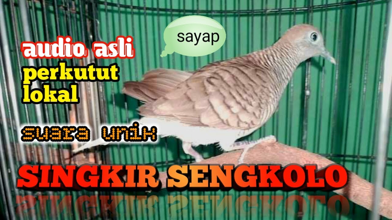 PanciNgan suara perkutut singkir SENGKOLO suara unik - YouTube