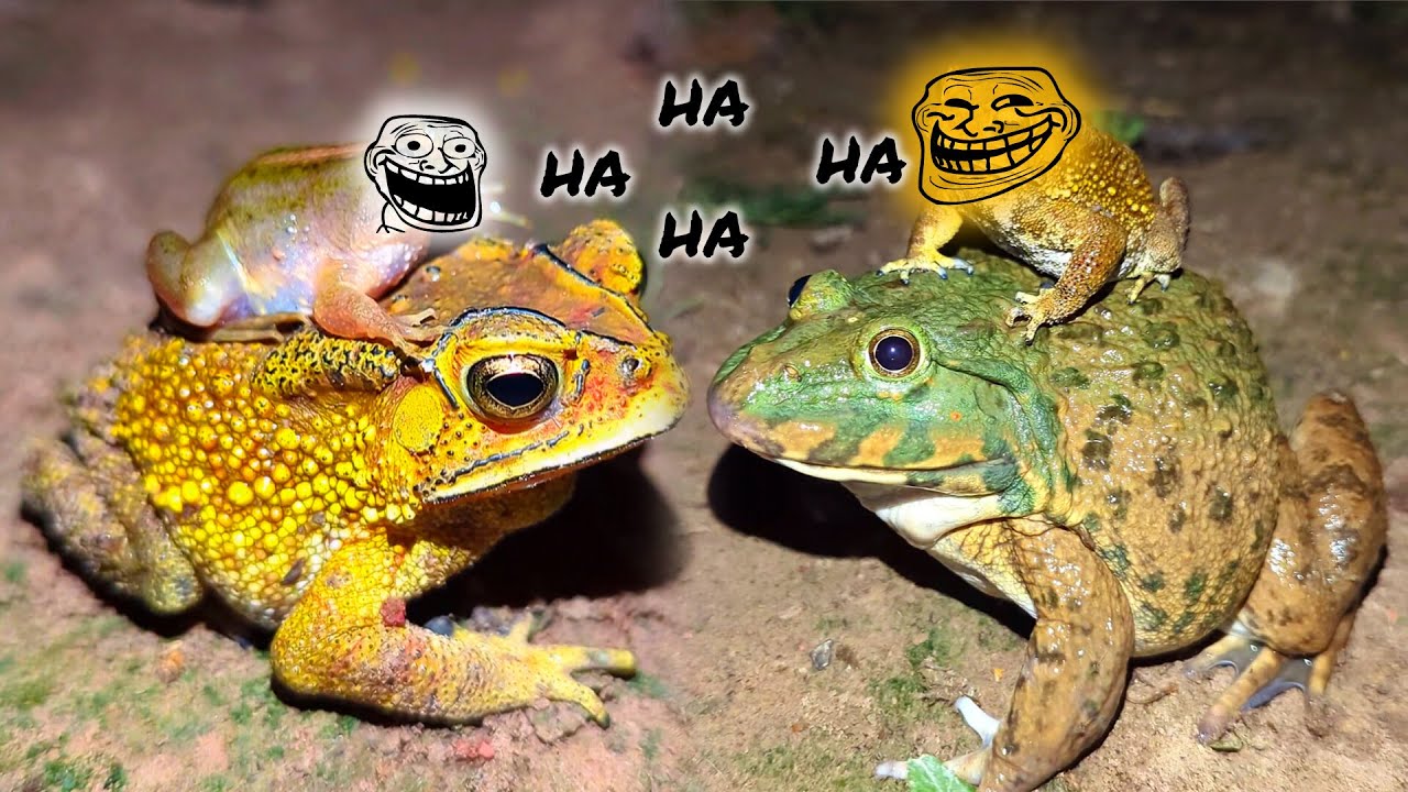 Boing boing frog frog video funny | Haha funny frog | Toad funny jump ...