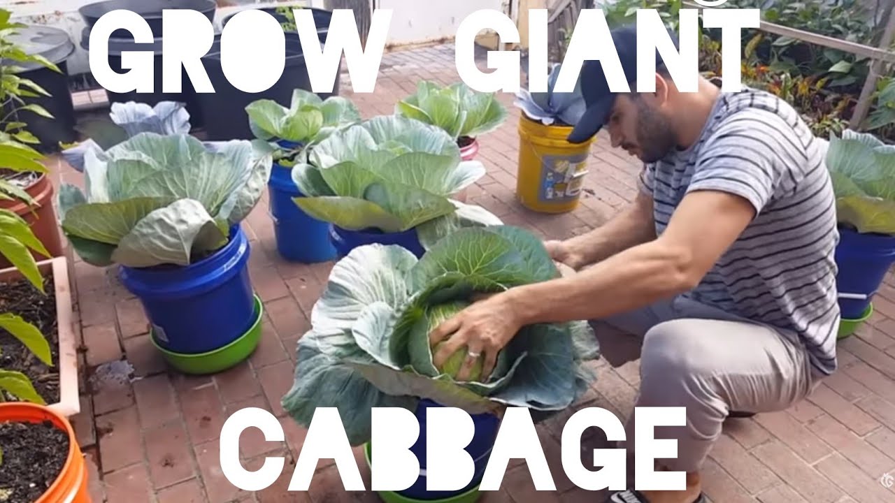 Giant Container Cabbage- Must Watch! - YouTube
