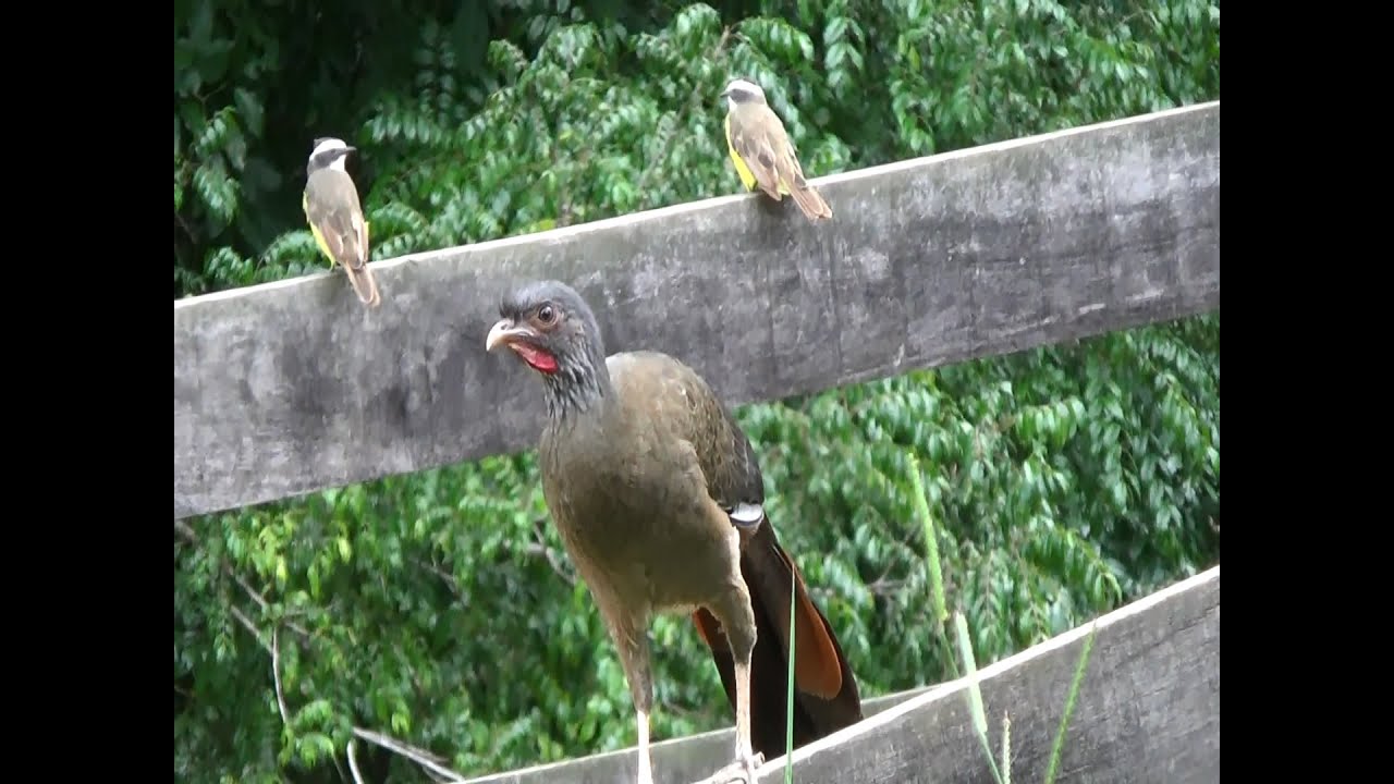 CHACO CHACHALACA (ORTALIS CANICOLLIS), ARACUÃ-DO-PANTANAL, Wild birds ...