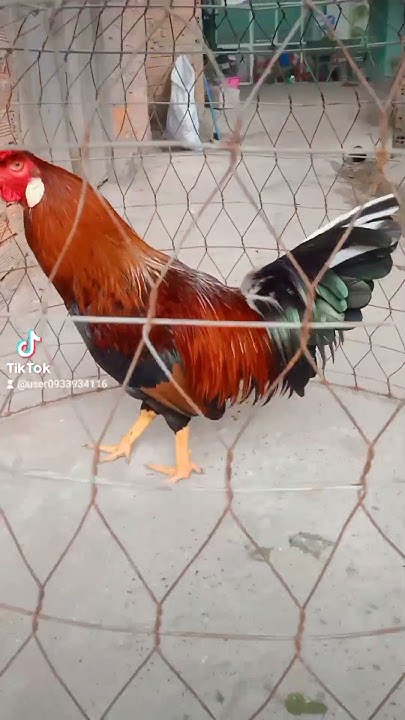 Gà điều lai máu asil mỹ chạng 3kg2 ae xem tham khảo thêm hợp mắt ola mình -👉☎️0933934116 thanks ...
