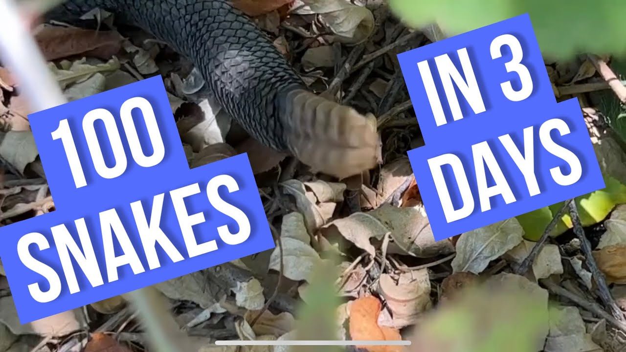 100 SNAKES IN 3 DAYS TRAILER - YouTube