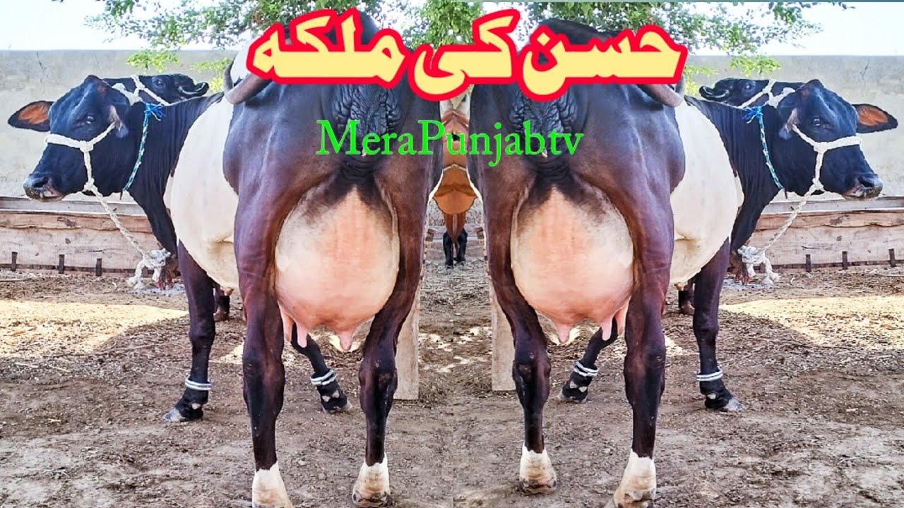 fresein cholastani cross cow and beautiful pure nili ravi buffalo for ...