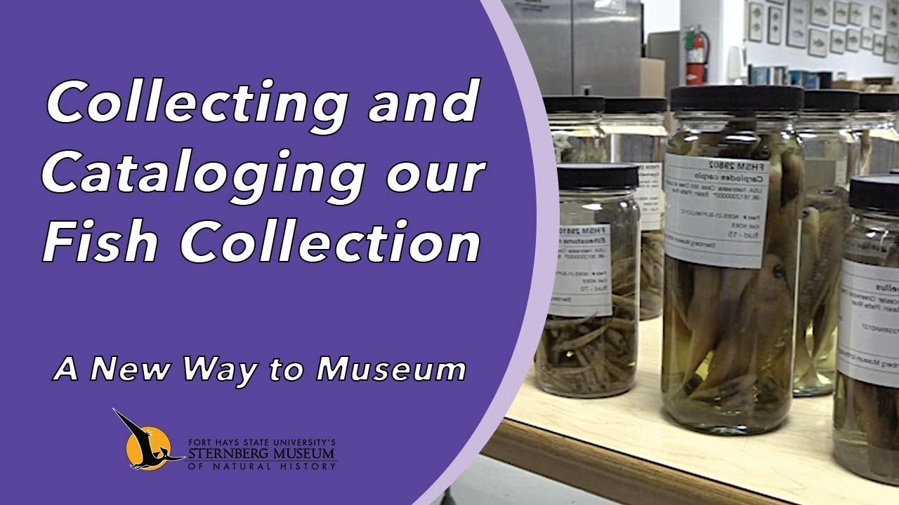 Collecting and Cataloging our Fish Collection | A New Way to Museum ...