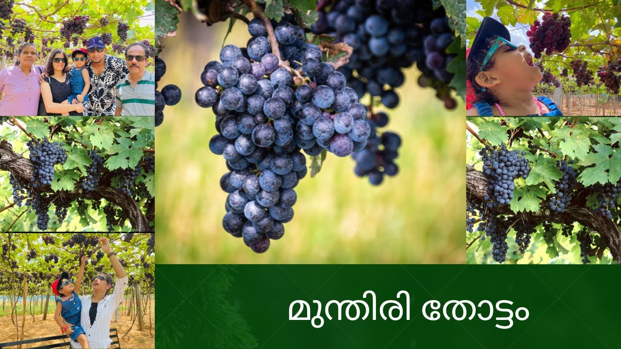 മുന്തിരി തോട്ടം | Cumbum Theni Road Trip | Grape Farm | Passion in Life ...