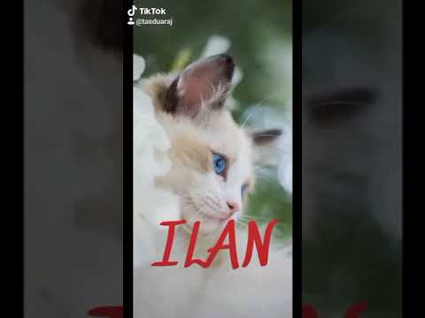 whatsapp status for boy name ILAN 🎲🎲