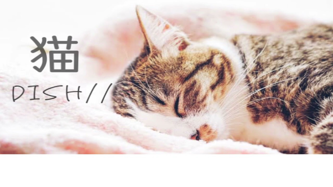 [歌詞付き ] 猫 - DISH// || Neko Romaji Lyrric - YouTube
