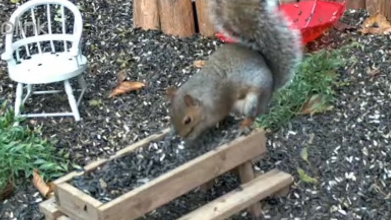 Squirrel picnic - our 1st auto zoom and track livestream recording - Sept 25, 2022 - YouTube