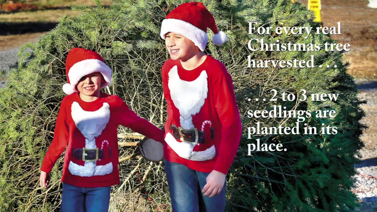 Christmas Tree History And Facts YouTube christmas-tree-history-and-facts-youtube