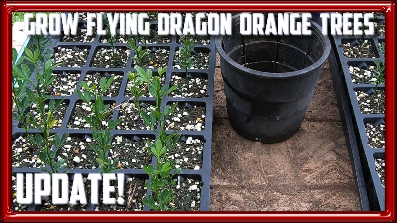 Grow Flying Dragon Orange Tree Update - YouTube
