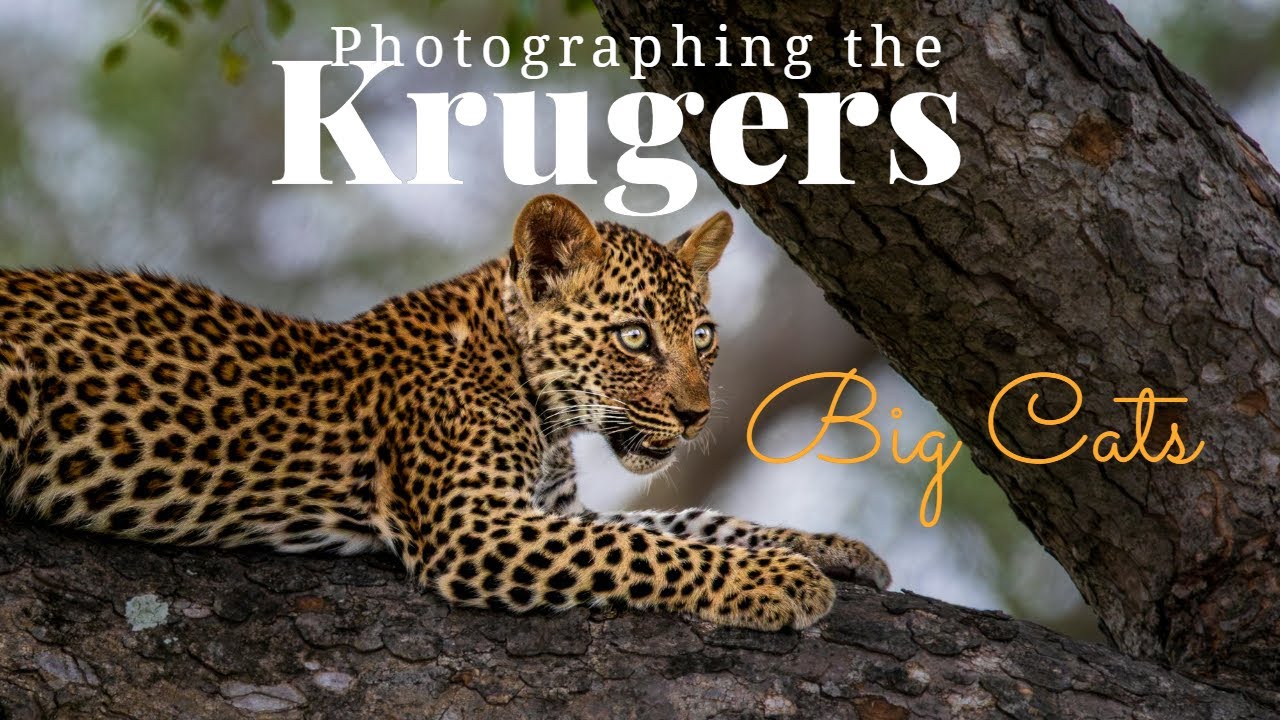 Photographing Kruger's Big Cats | Wildlife Photography | - YouTube