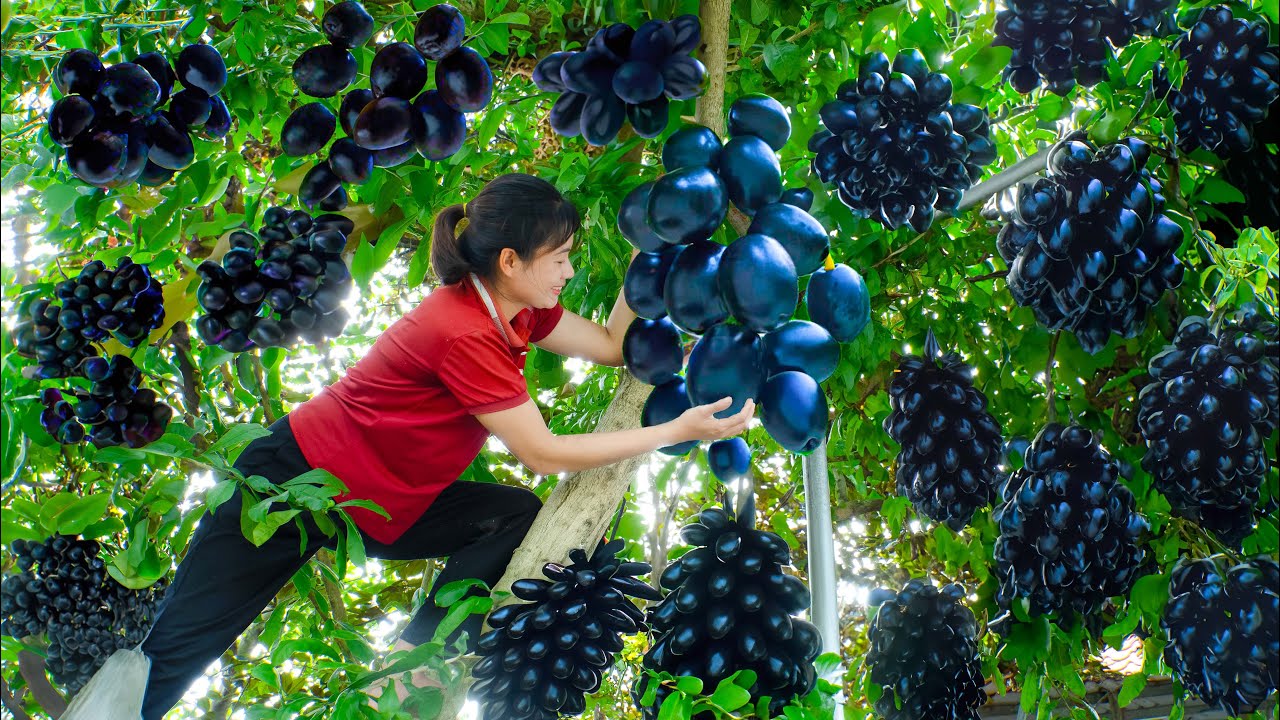 How To Harvest Black Berries goes to sell | Super Easy and tasty Recipe ...