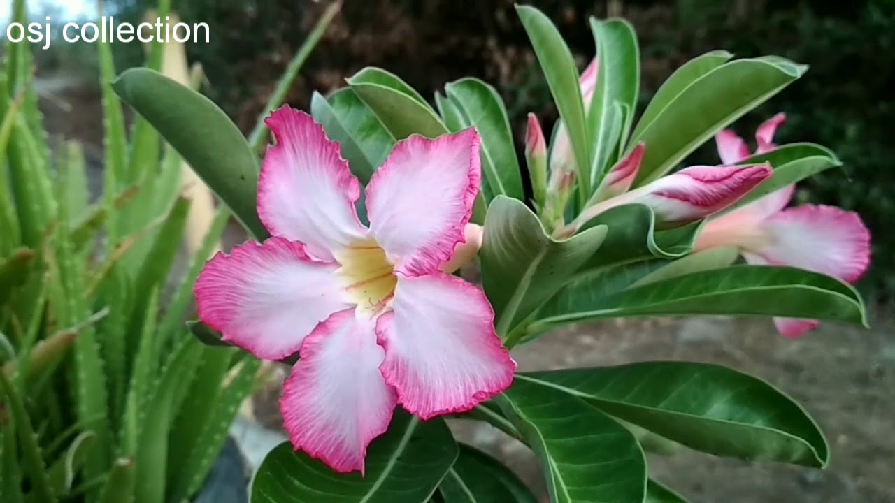 Bunga adenium Bunga kamboja bonsai - YouTube
