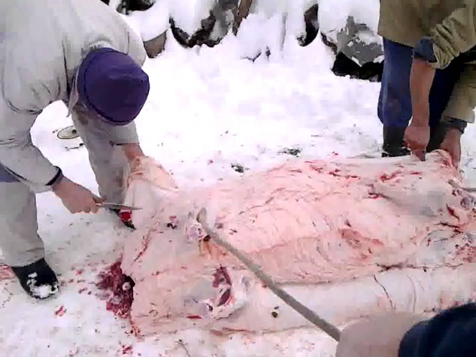 Mirko is dead.avi - YouTube