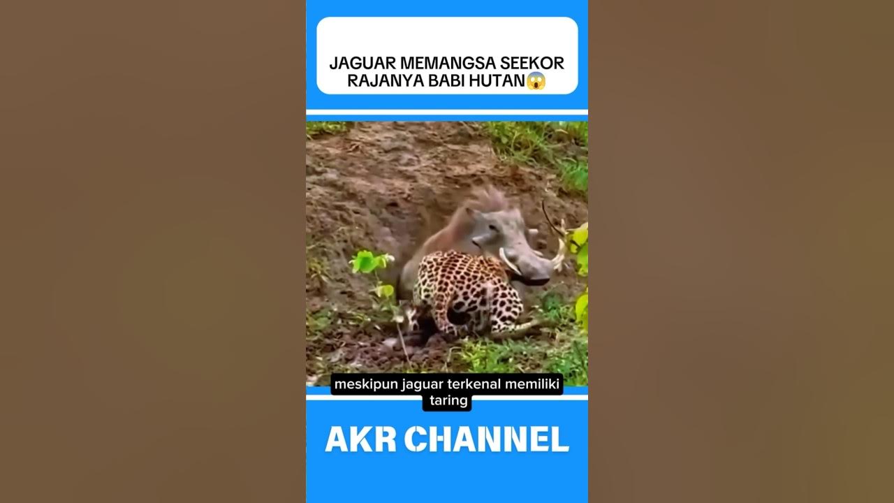 Jaguar melumpuhkan raja babi hutan⁉️😱 #shorts - YouTube