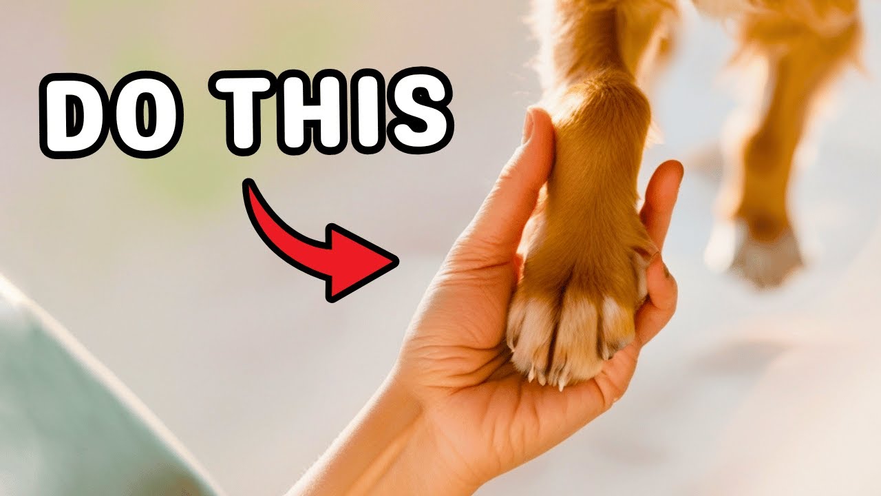 How to Apologize to Your Dog 🙏 (So They Can Understand) - YouTube