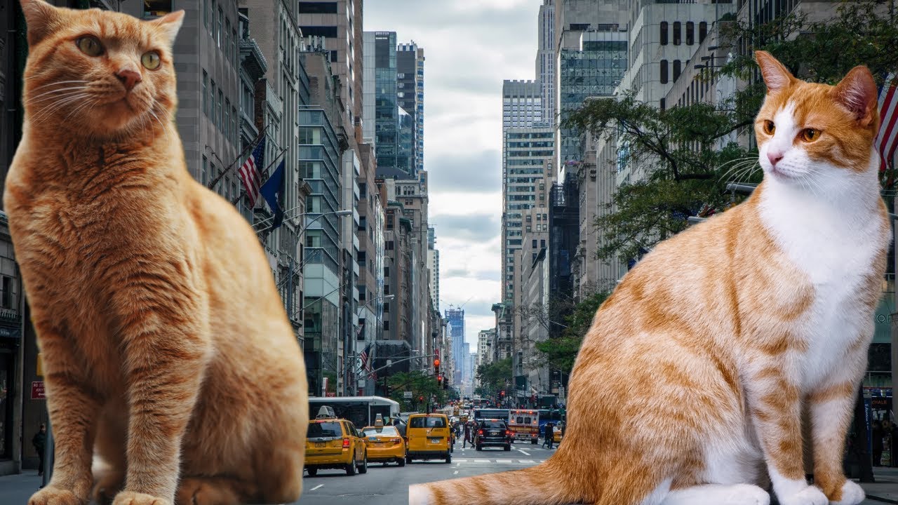 a collection of cat races on earth and baby cats - YouTube