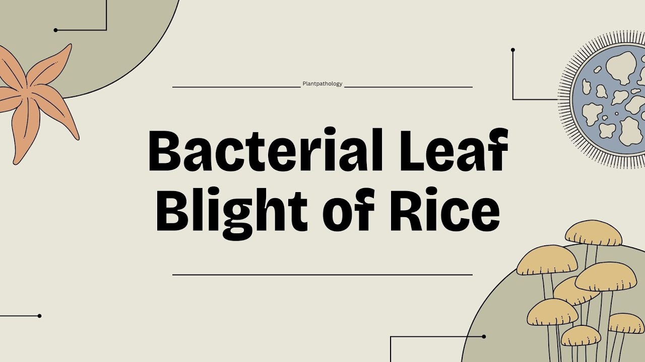Bacterial leaf Blight of Rice #plantpathology #microbiology # ...